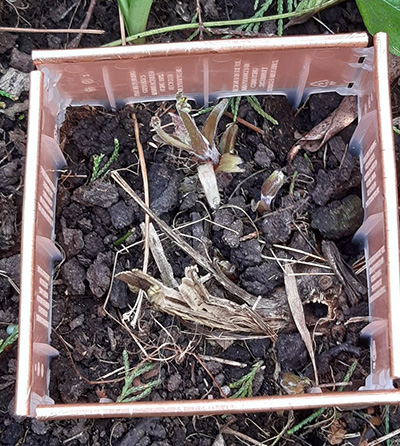 Slug Fence – Shielding your plants from slugs and snail